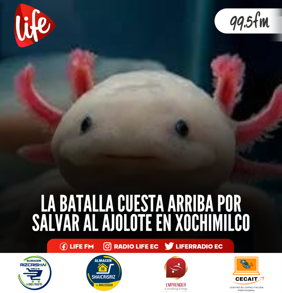 LA BATALLA CUESTA ARRIBA POR SALVAR AL AJOLOTE EN XOCHIMILCO - LIFE FM