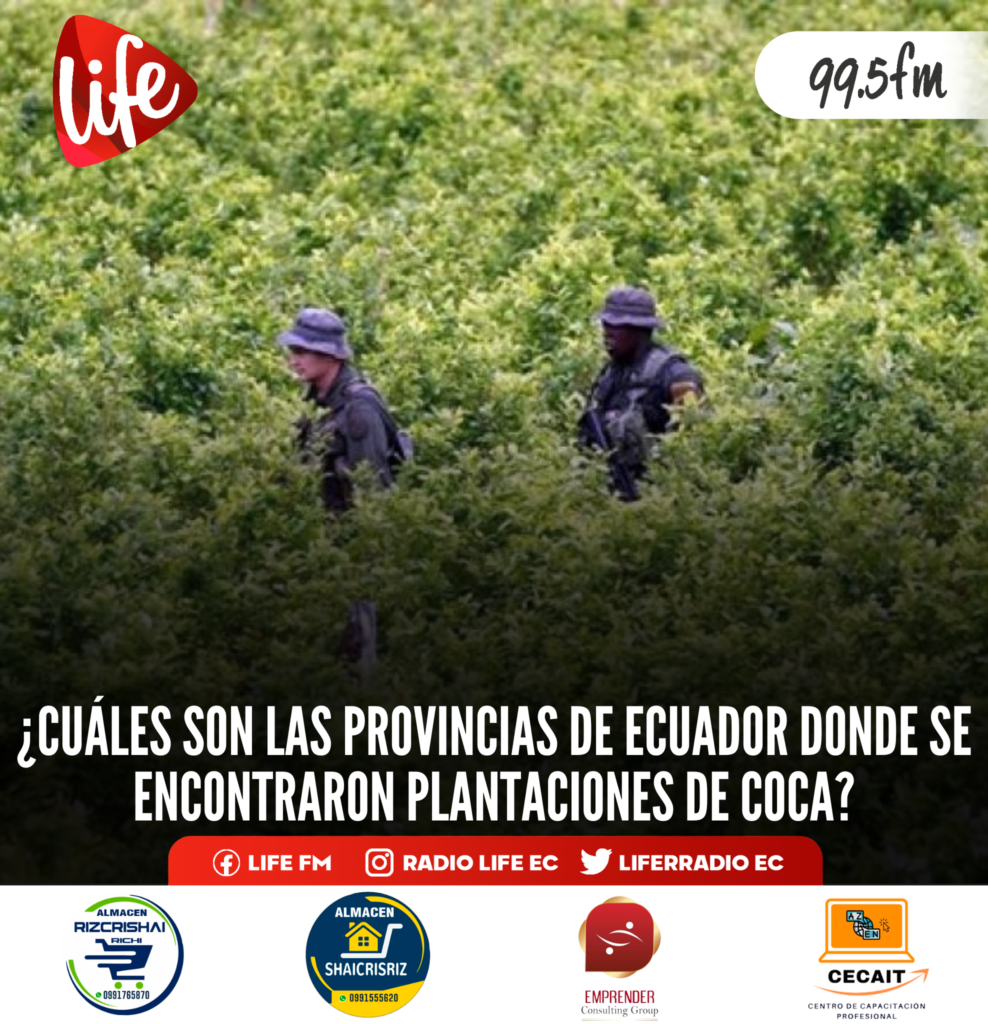 ¿Cuáles son las provincias de Ecuador donde se encontraron plantaciones ...